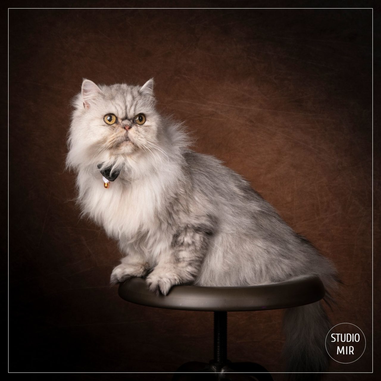 Photographe chat en région parisienne - Studio Mir : Studio photo ...