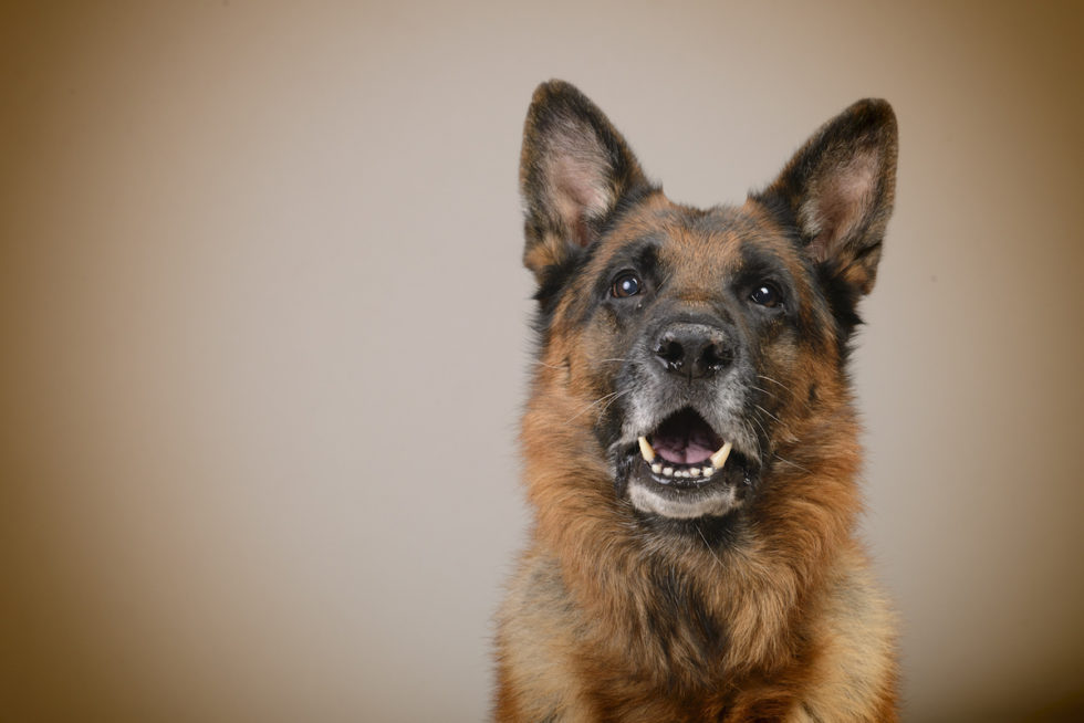 Photographe canin dans le 94 - Séance photo Berger Allemand - Studio ...