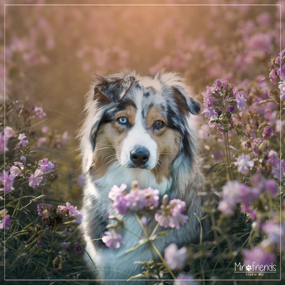 Shooting photo chien au Touquet - Studio Mir : Studio photo ...