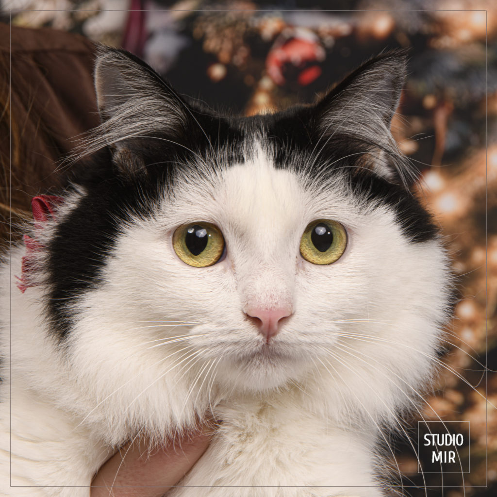 Shooting photos avec son chat au Studio Mir dans le 94 - Studio Mir ...